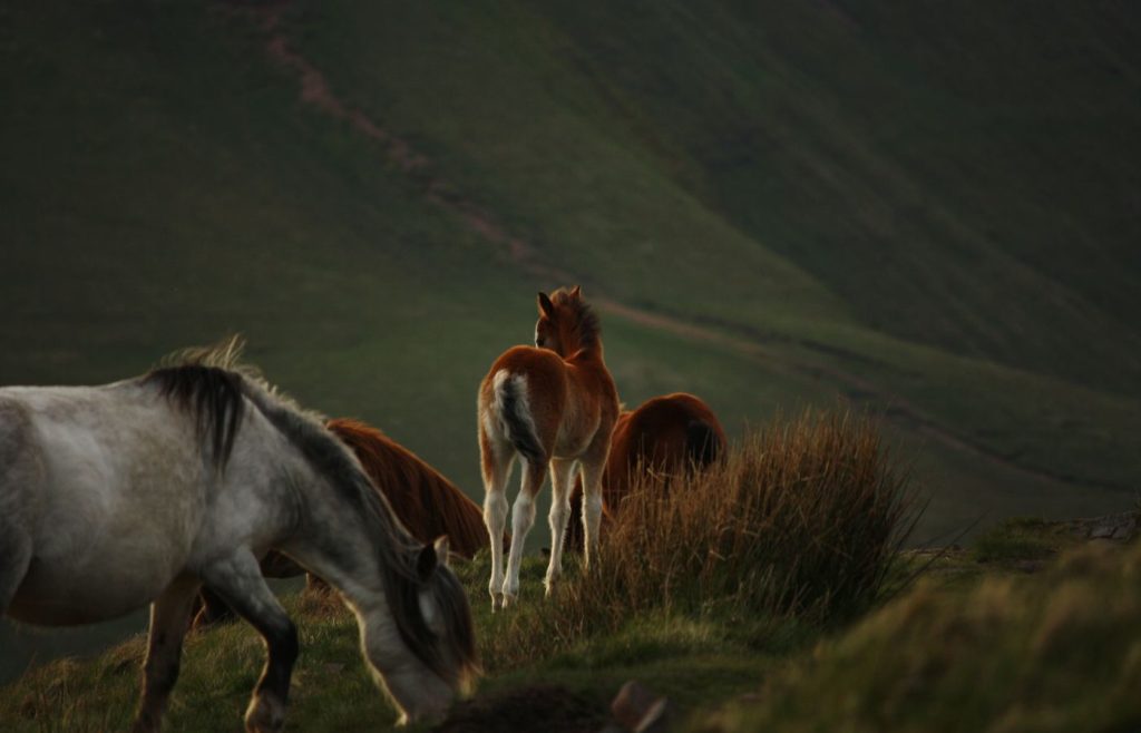Visit Bannau Brycheiniog National Park (Brecon Beacons)